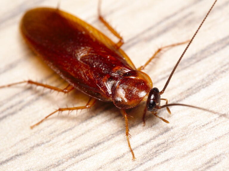 Cockroach Control For Yuma Arizona - HITMAN PEST OF YUMA