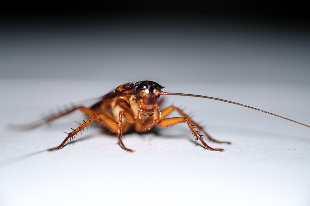 How To Keep Cockroaches Out Of Your Kitchen - HITMAN PEST OF YUMA